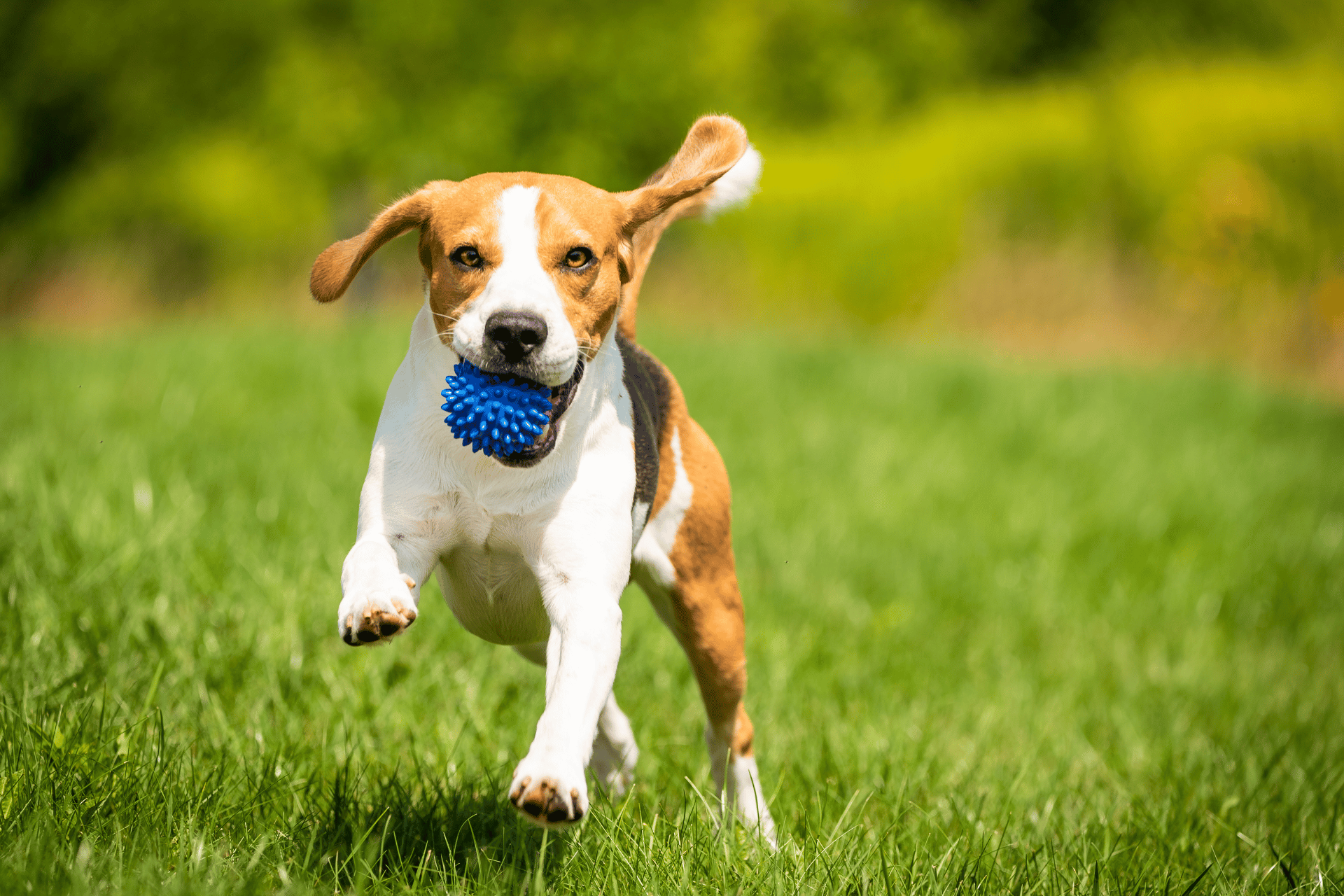 Diferencias Entre un Beagle Tricolor y un Beagle Bicolor: ¿Cuál ...
